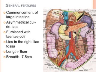GROSS ANATOMY OF CAECUM & APPENDIX DR VKVS MBBS, MD.ppt