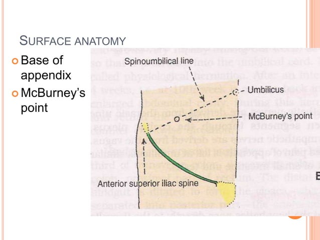 GROSS ANATOMY OF CAECUM & APPENDIX DR VKVS.ppt