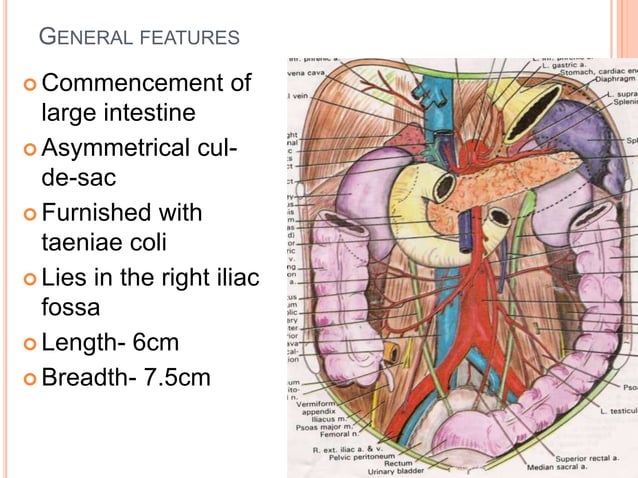 GROSS ANATOMY OF CAECUM & APPENDIX DR VKVS.ppt