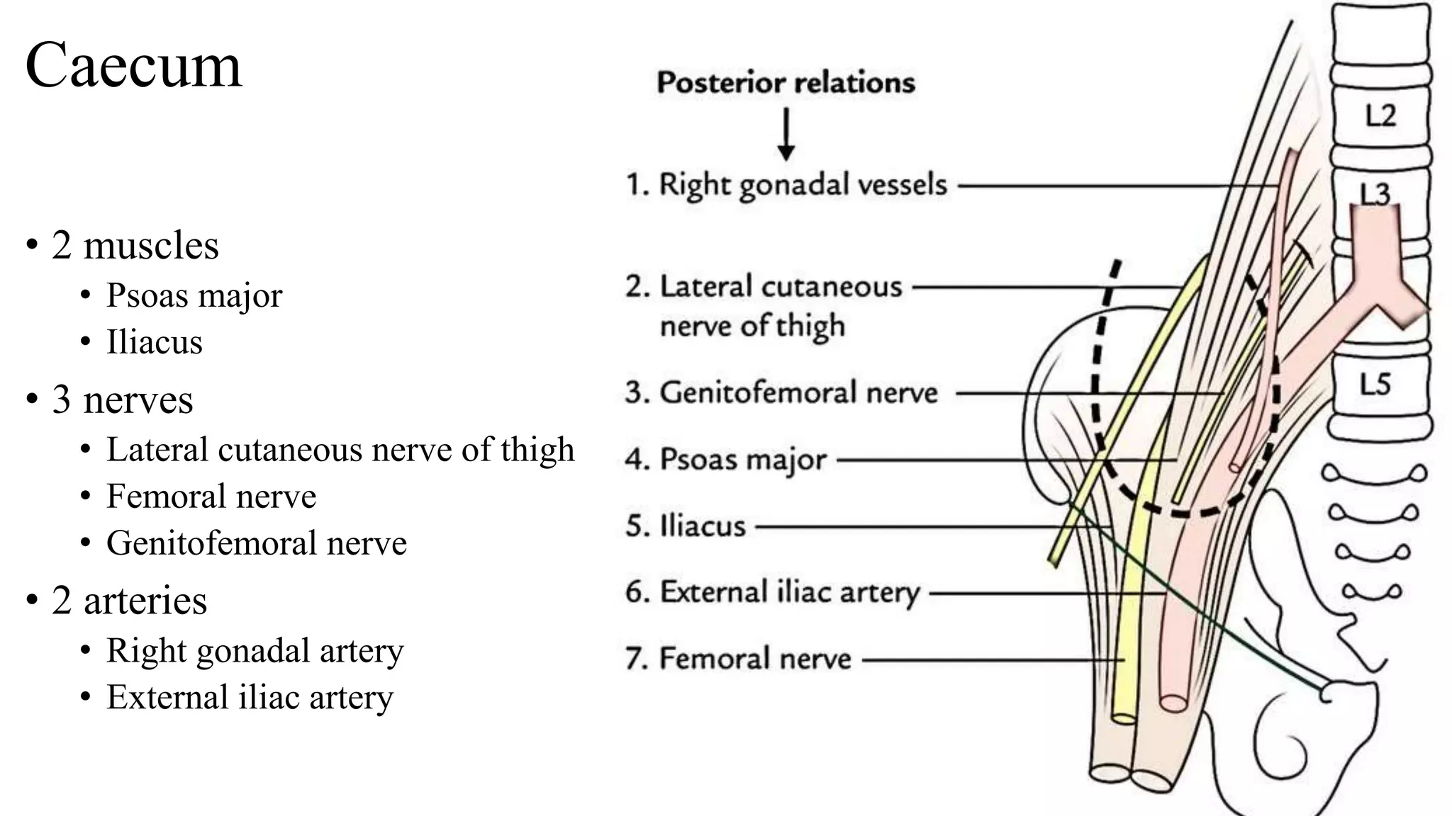 Caecum, appendix inferior mesenteric artery.pptx