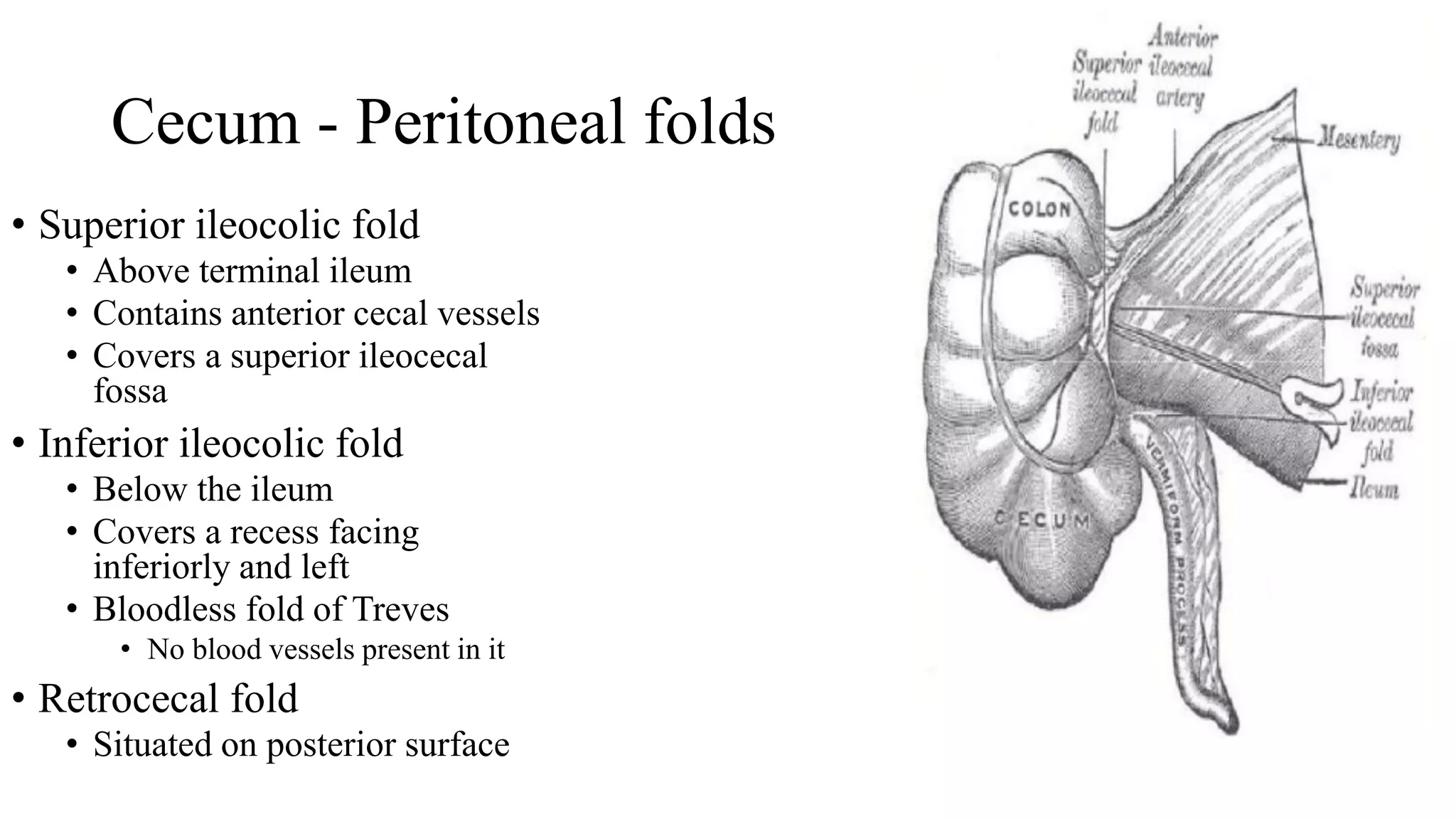 Caecum, appendix inferior mesenteric artery.pptx