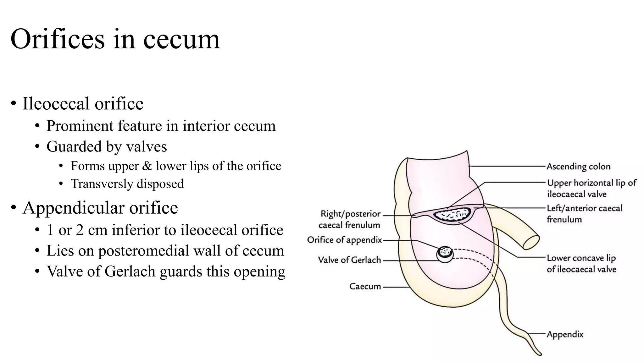 Caecum, appendix inferior mesenteric artery.pptx