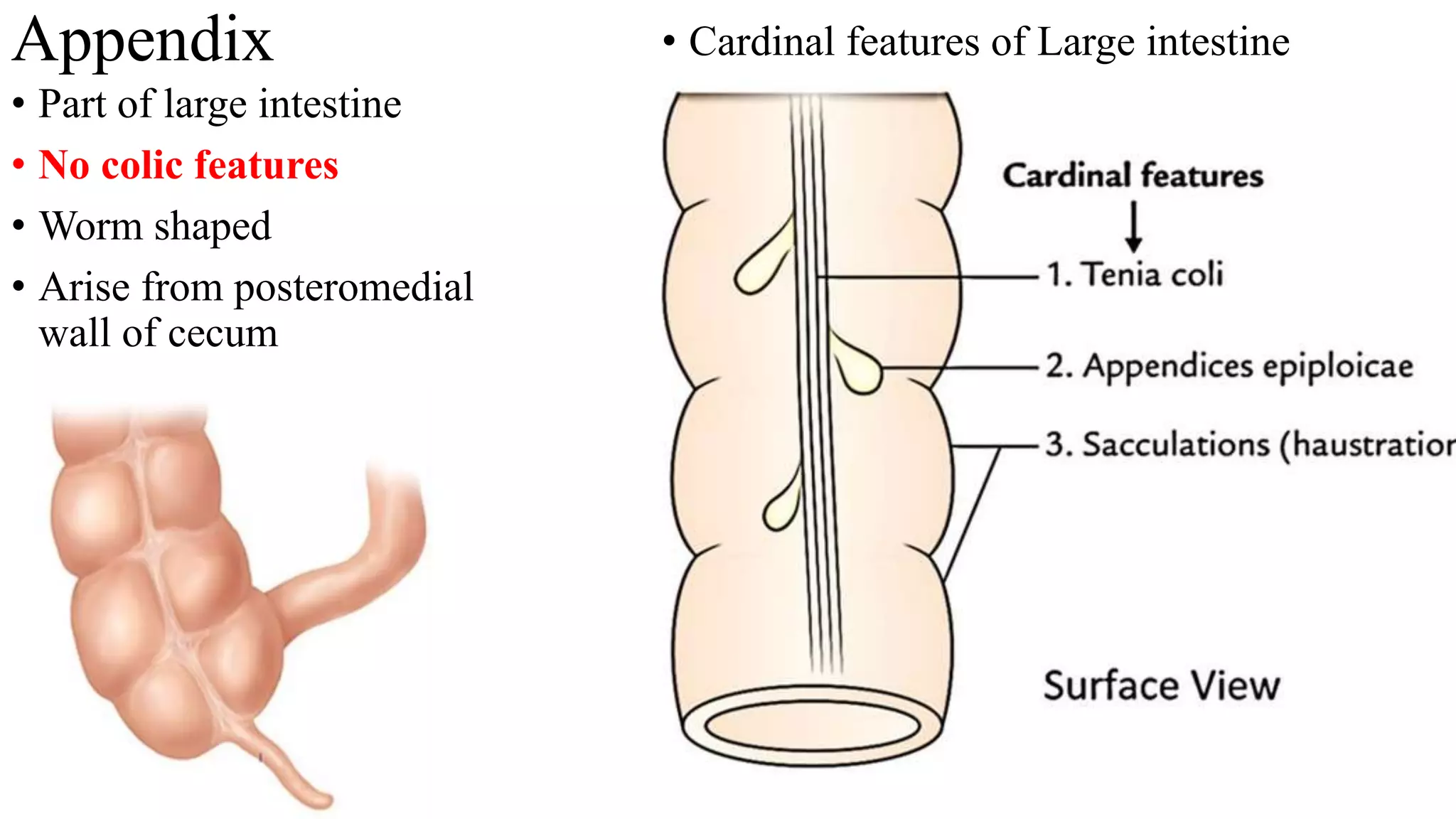 Caecum, appendix inferior mesenteric artery.pptx