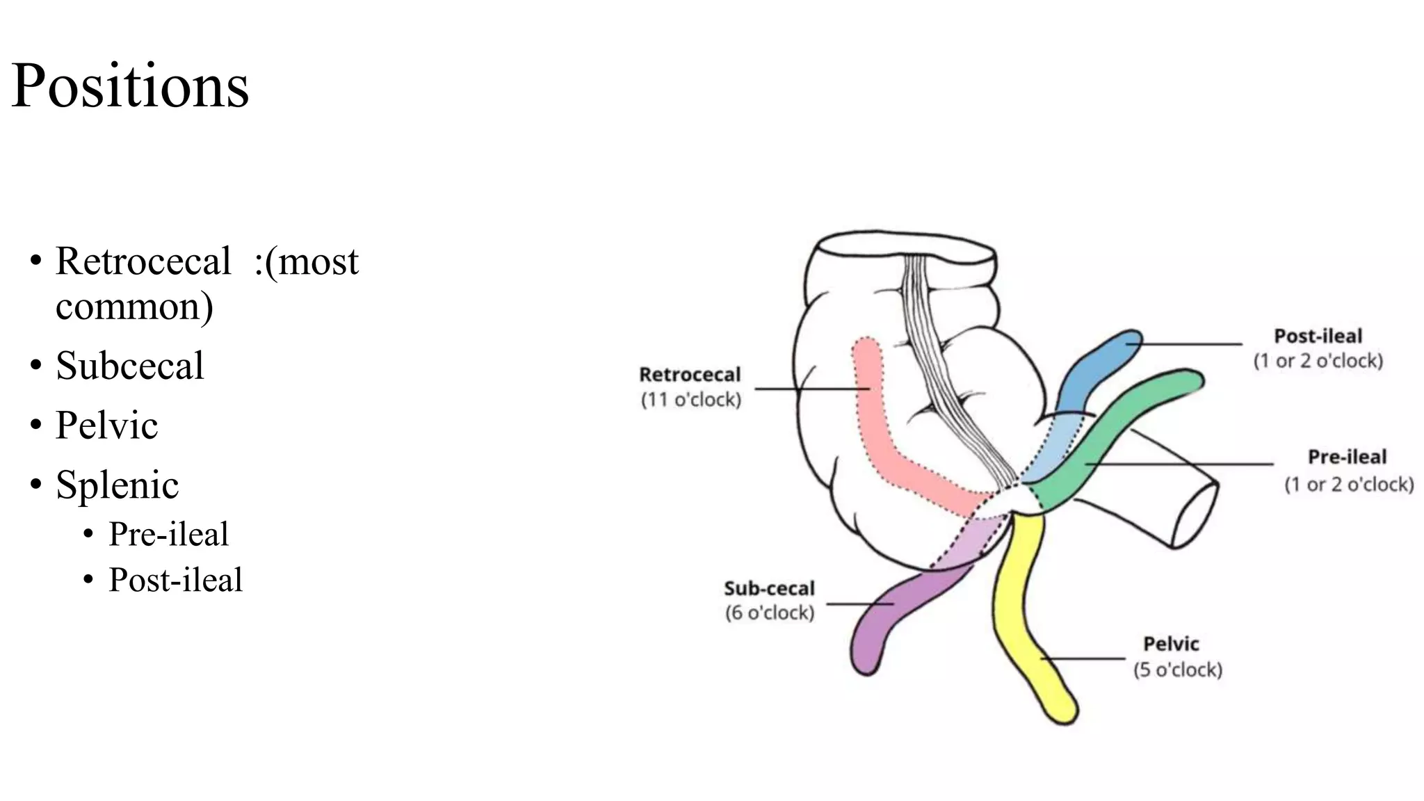 Caecum, appendix inferior mesenteric artery.pptx