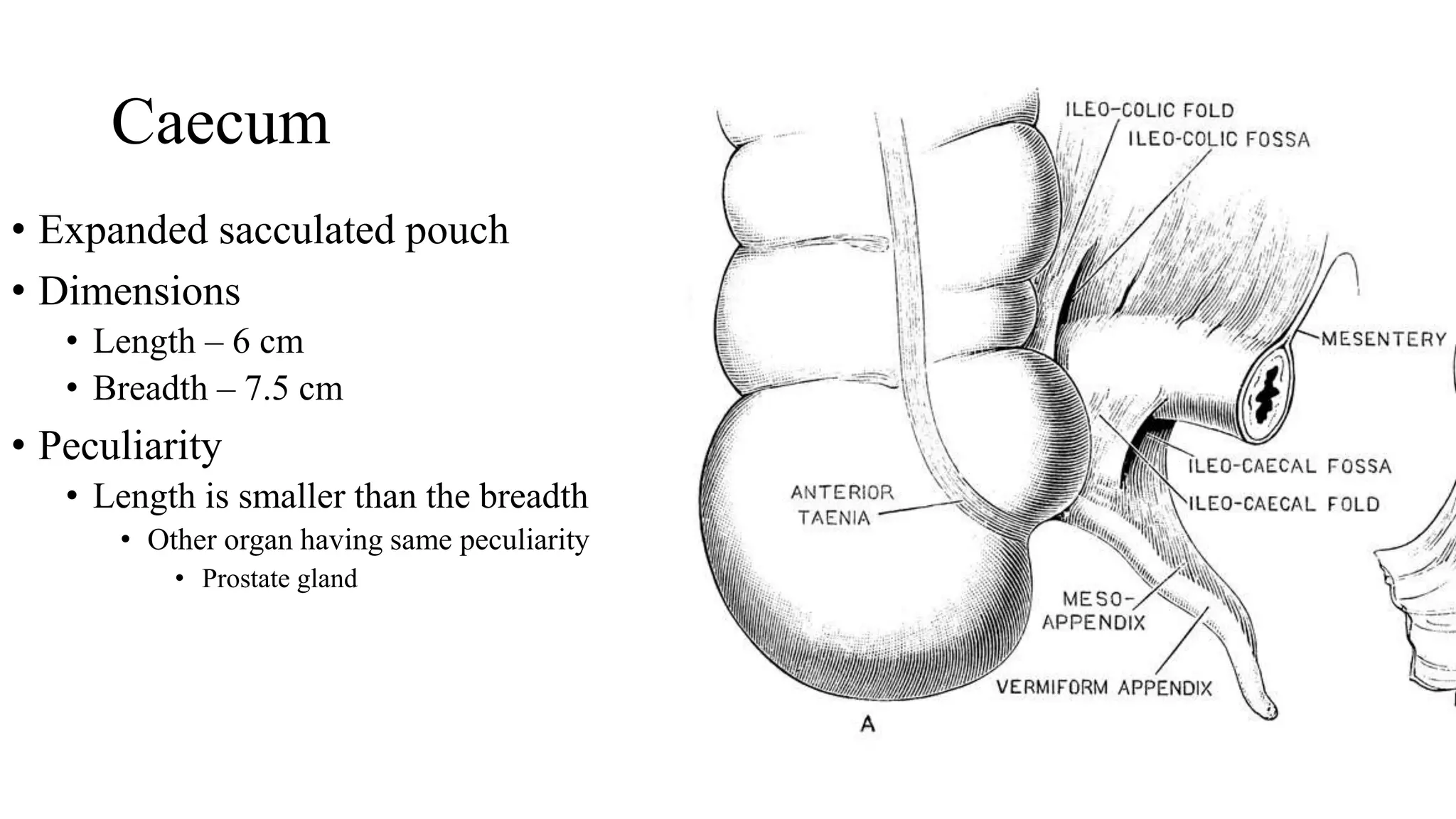 Caecum, appendix inferior mesenteric artery.pptx