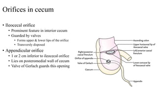 Caecum, appendix inferior mesenteric artery.pptx