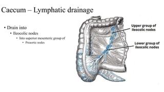 Caecum, appendix inferior mesenteric artery.pptx