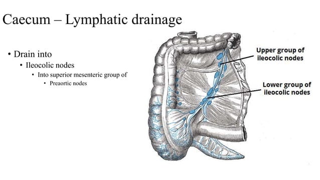 Caecum, appendix inferior mesenteric artery.pptx
