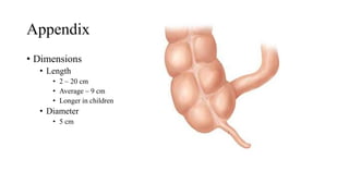 Caecum, appendix inferior mesenteric artery.pptx