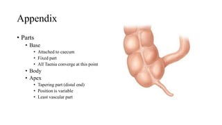 Caecum, appendix inferior mesenteric artery.pptx