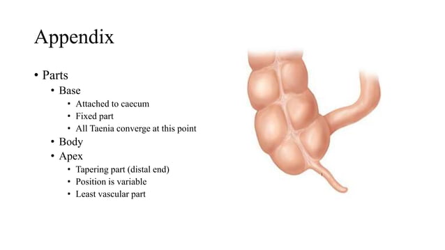 Caecum, appendix inferior mesenteric artery.pptx