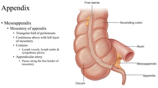 Caecum, appendix inferior mesenteric artery.pptx