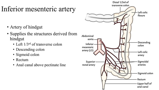 Caecum, appendix inferior mesenteric artery.pptx