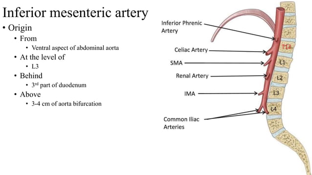 Caecum, appendix inferior mesenteric artery.pptx