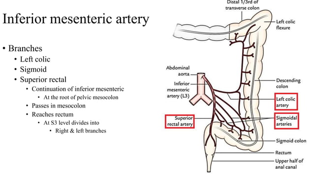Caecum, appendix inferior mesenteric artery.pptx