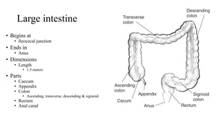 Caecum, appendix inferior mesenteric artery.pptx