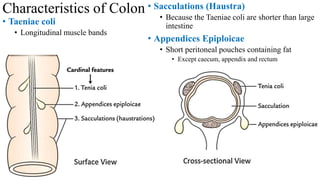 Caecum, appendix inferior mesenteric artery.pptx
