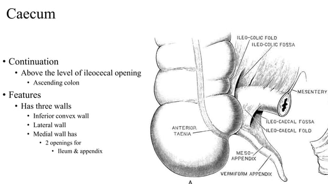 Caecum, appendix inferior mesenteric artery.pptx