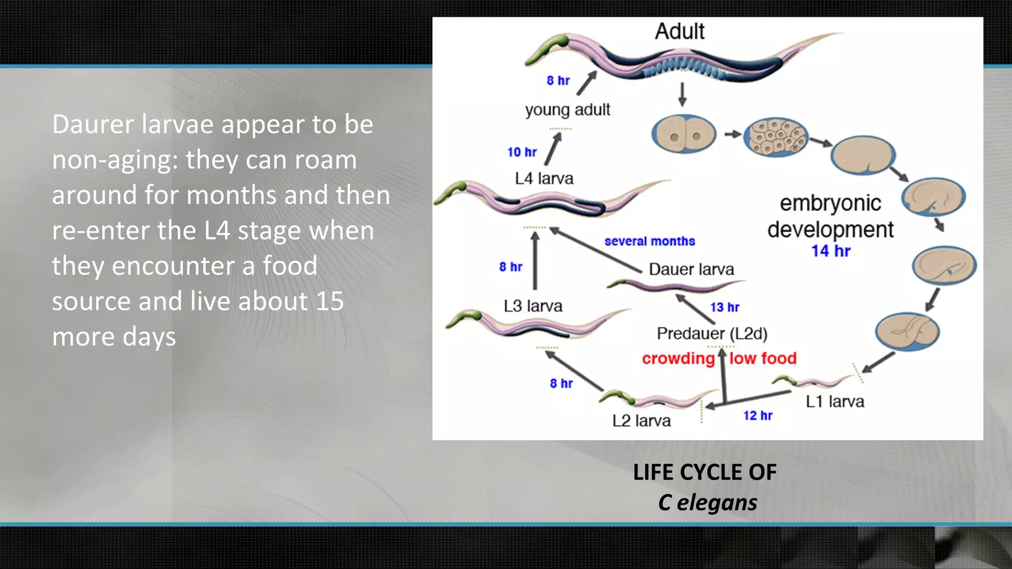 Caenorhabditis elegans | PPT