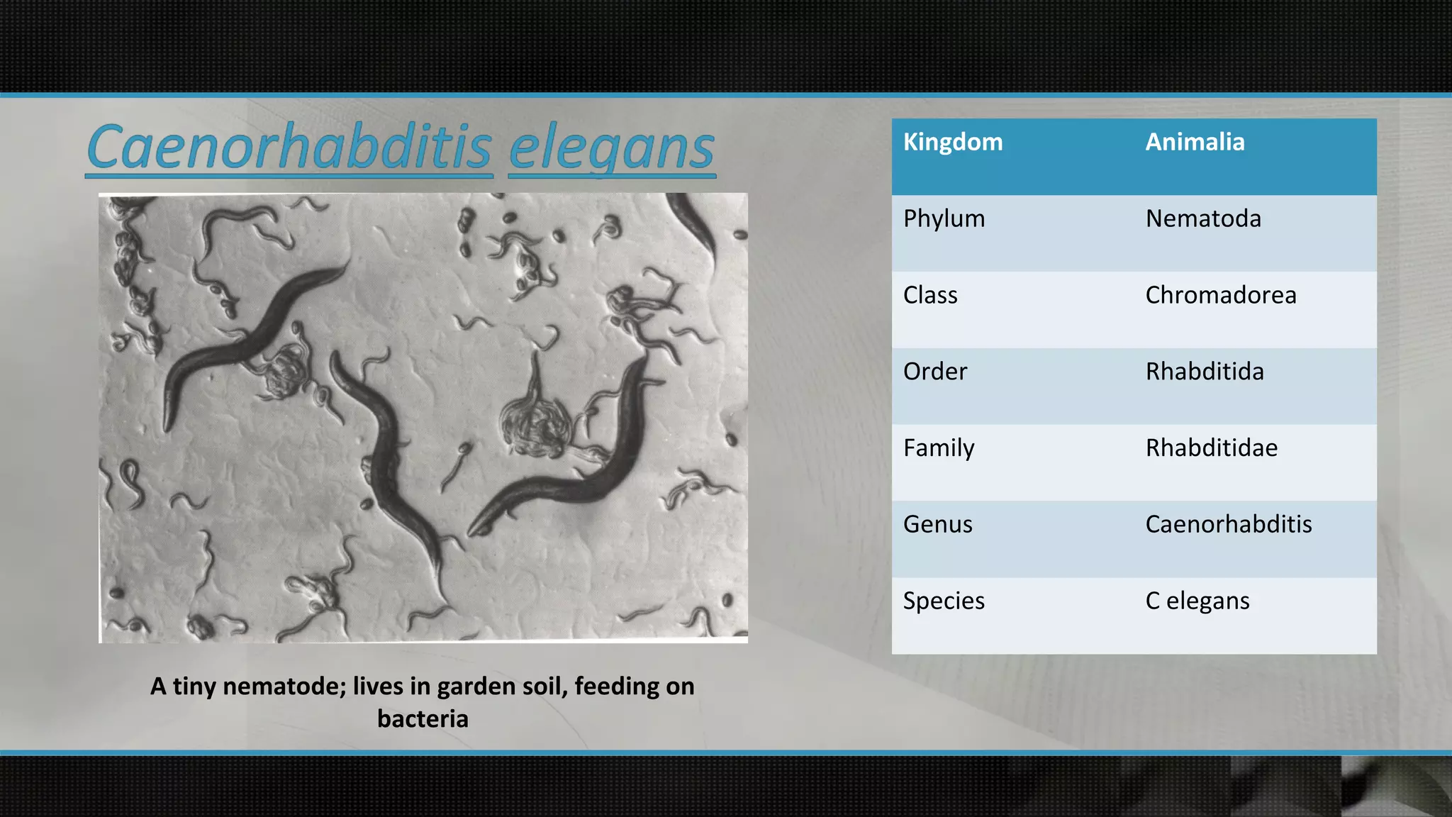Caenorhabditis elegans | PPT