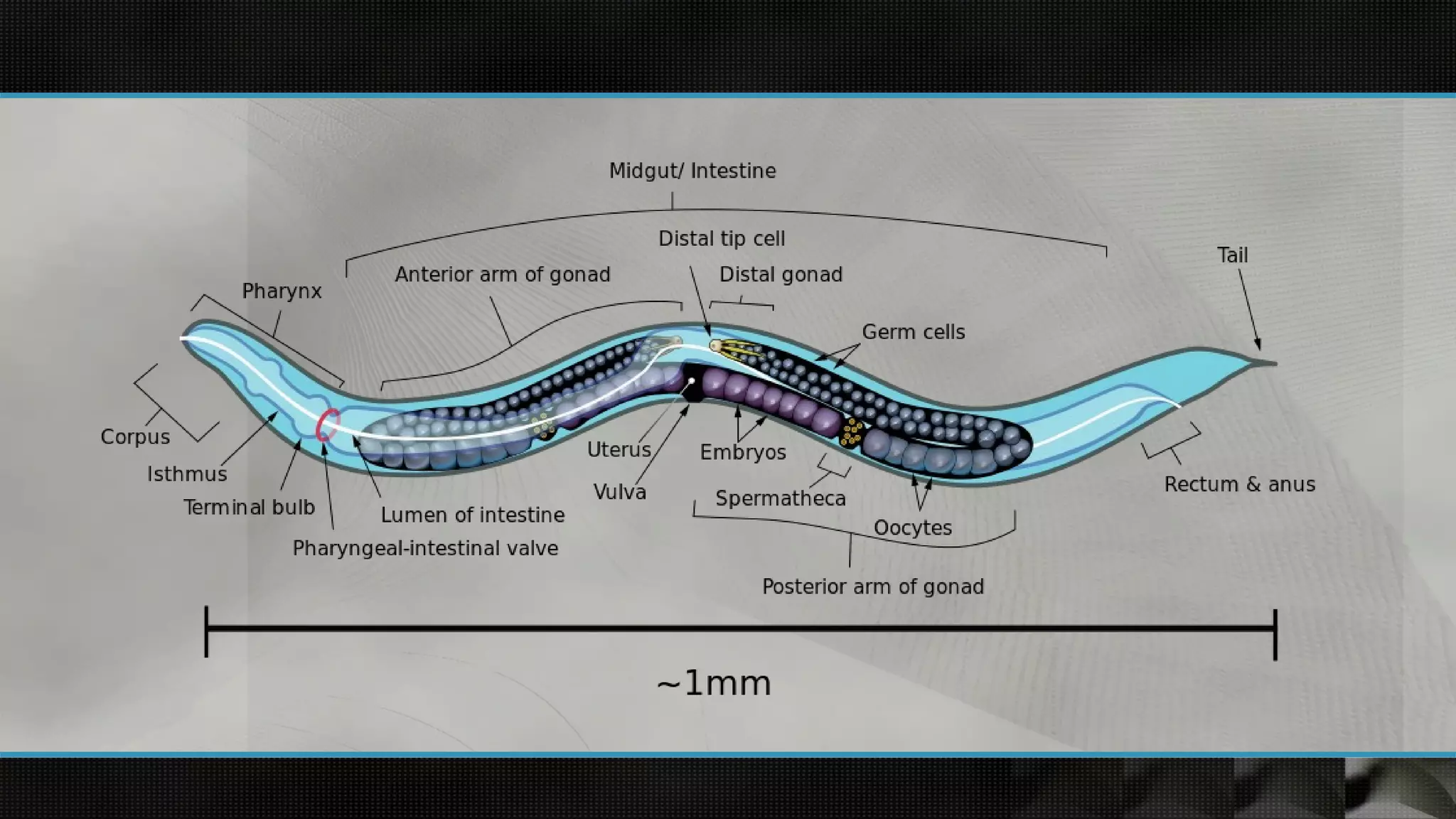 Caenorhabditis elegans | PPT