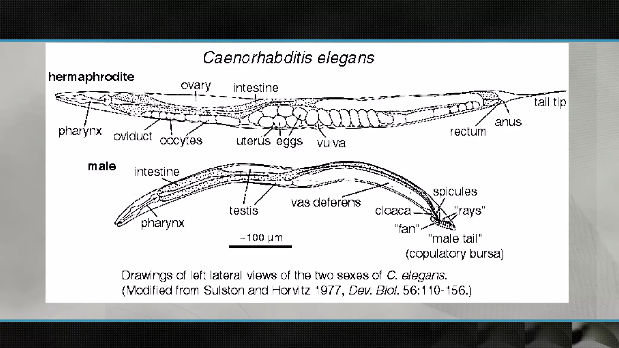 Caenorhabditis elegans | PPT
