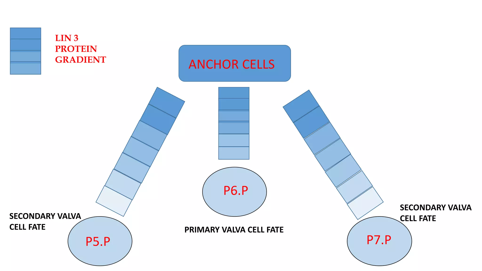 Vulva development - Caenorhabditis elegans | PPTX