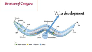 Vulva development - Caenorhabditis elegans | PPTX