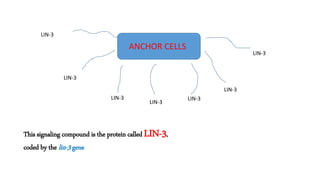 Vulva development - Caenorhabditis elegans | PPTX