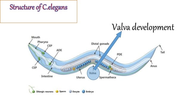 Vulva development - Caenorhabditis elegans