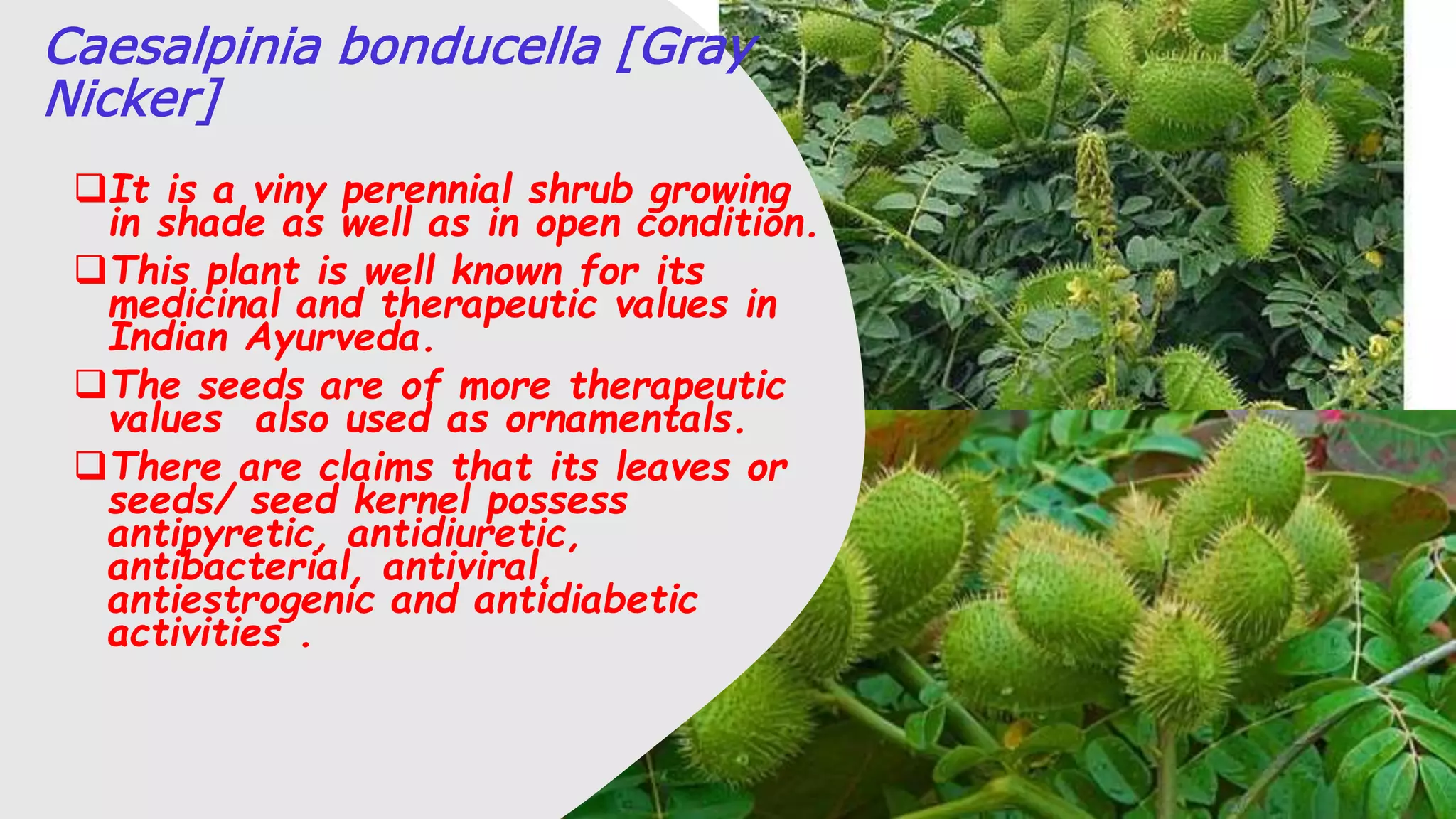 Economic importance of Caesalpiniaceae family | PPTX