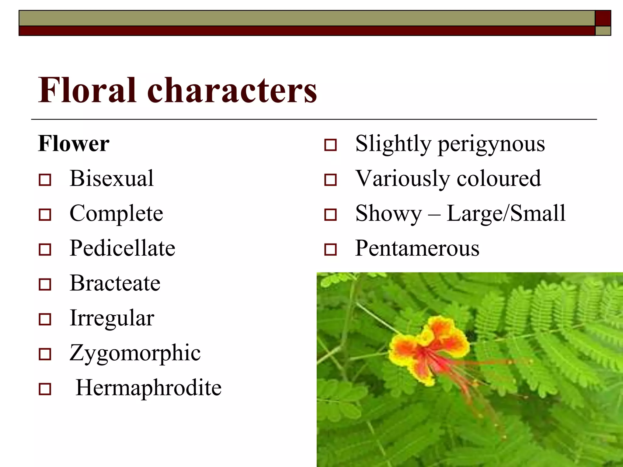 Caesalpinioideae | PPTX