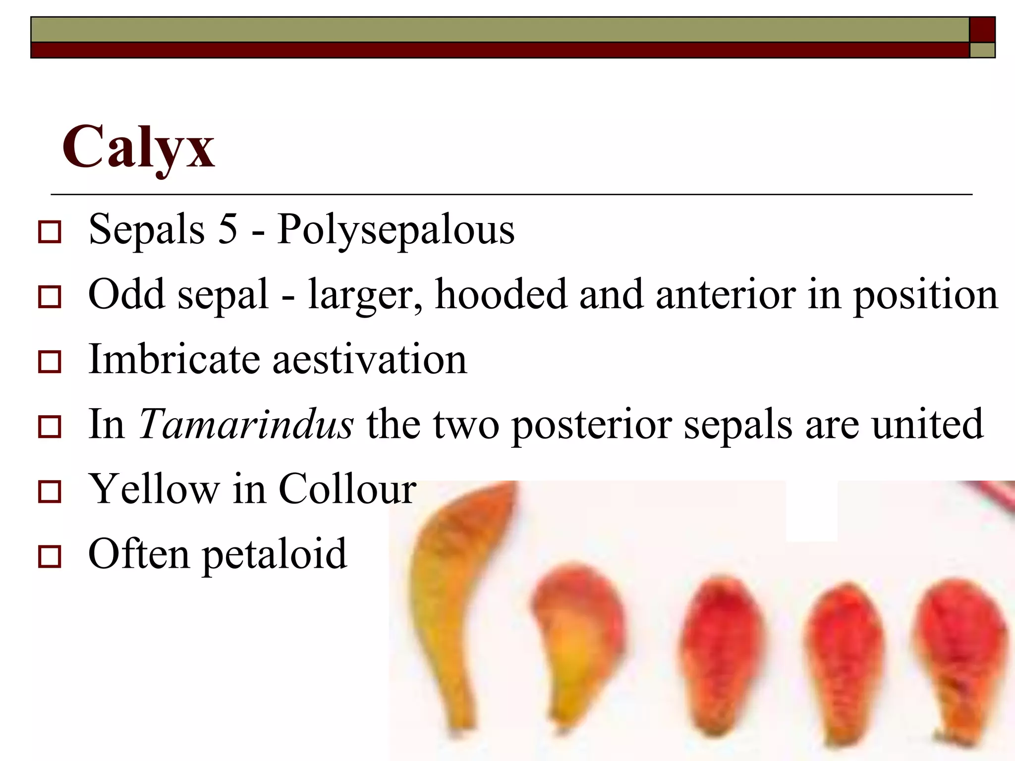 Caesalpinioideae | PPTX