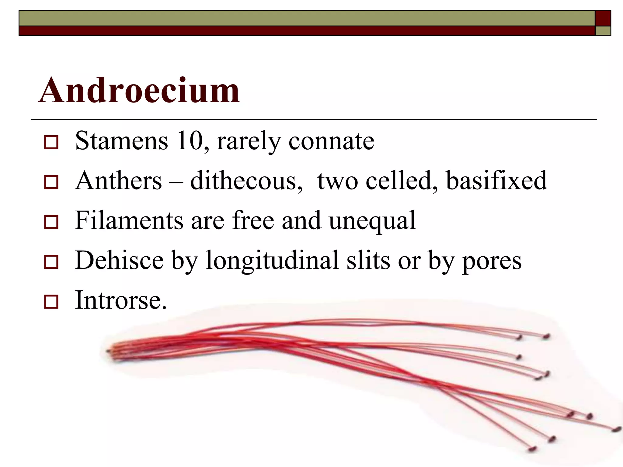 Caesalpinioideae | PPTX