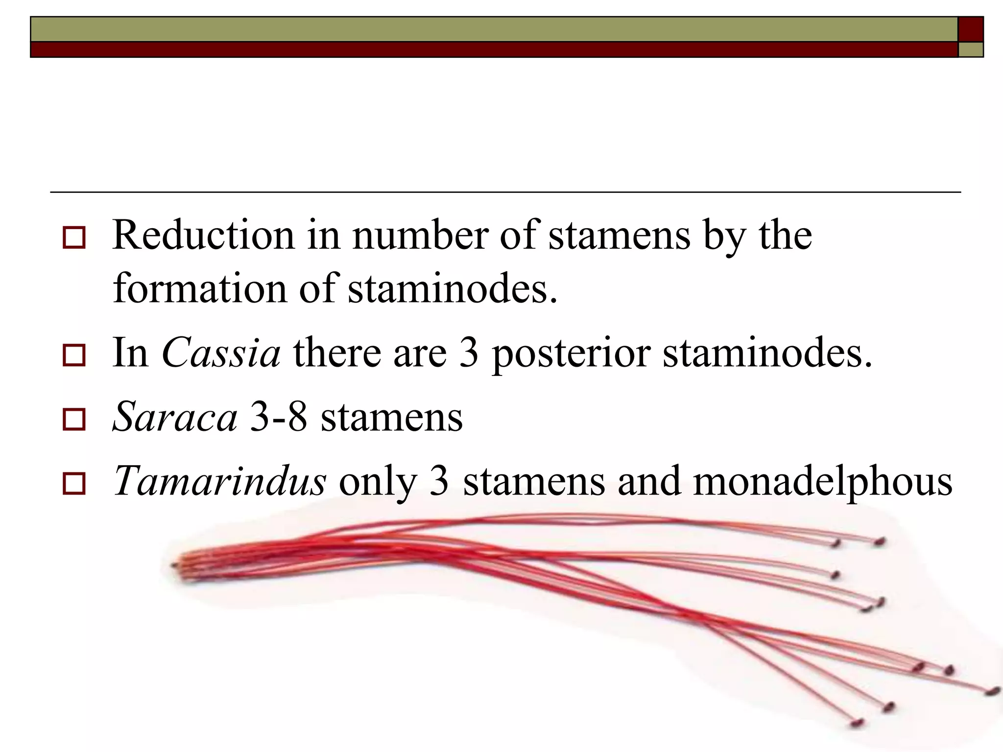 Caesalpinioideae | PPTX