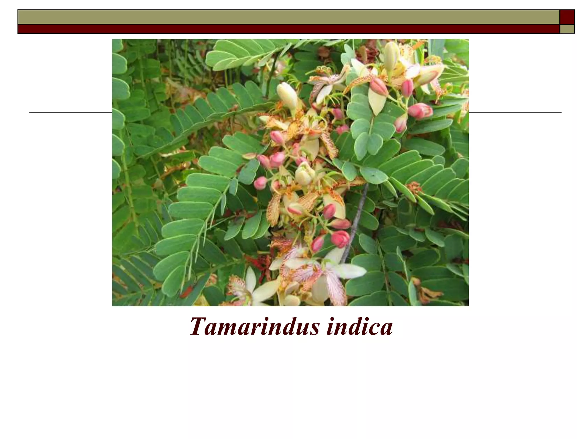 Caesalpinioideae | PPTX