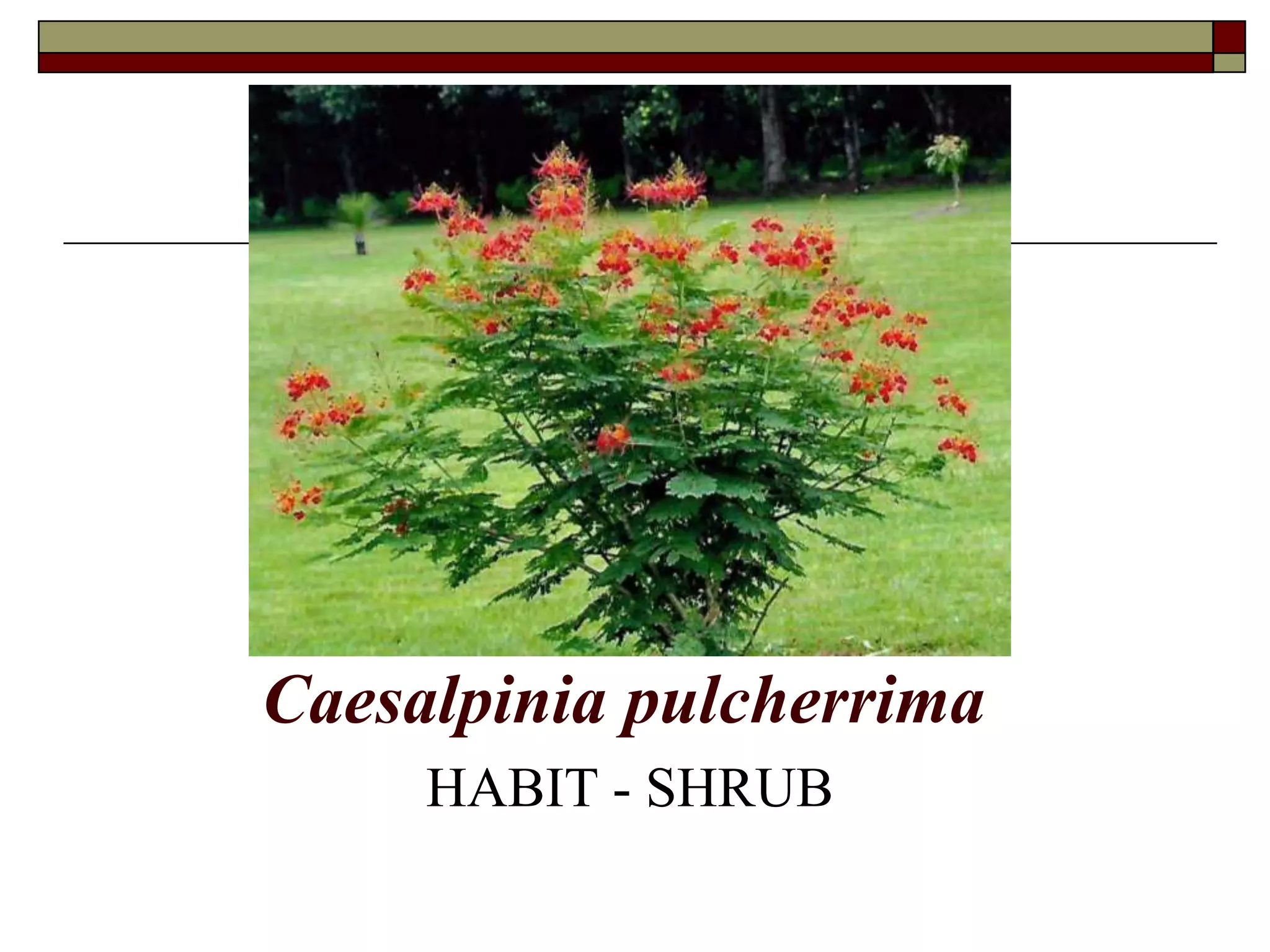 Caesalpinioideae | PPTX