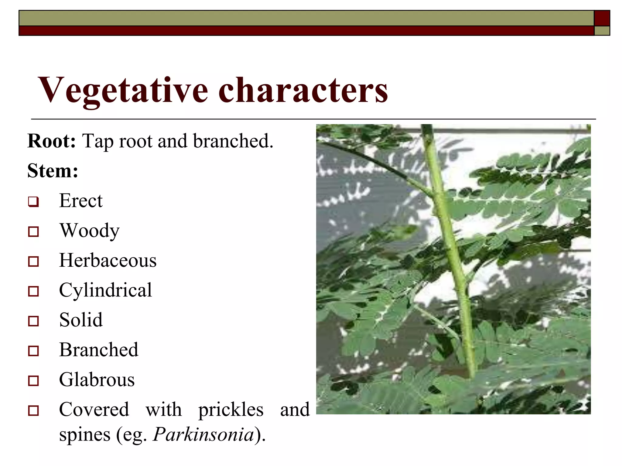 Caesalpinioideae | PPTX