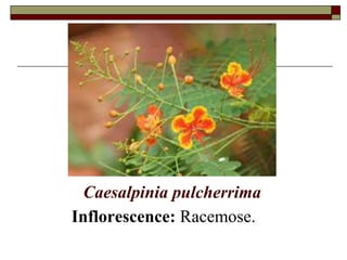 Caesalpinioideae | PPTX