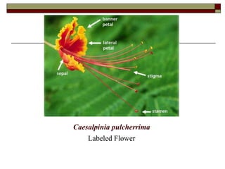 Caesalpinioideae | PPTX