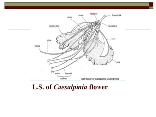 Caesalpinioideae | PPTX