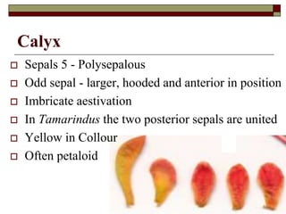 Caesalpinioideae | PPTX