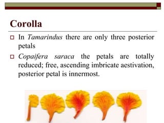 Caesalpinioideae | PPTX