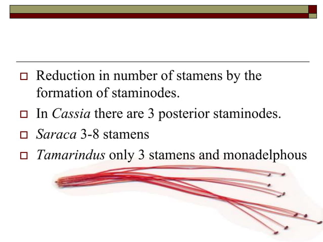 Caesalpinioideae | PPTX | Gardening | Home & Garden