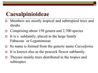 Caesalpinioideae | PPTX