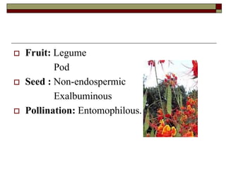 Caesalpinioideae | PPTX