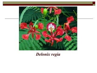 Caesalpinioideae | PPTX