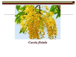 Caesalpinioideae | PPTX