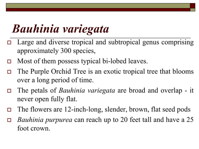 Caesalpinioideae | PPTX | Gardening | Home & Garden