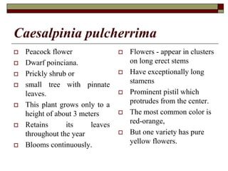 Caesalpinioideae | PPTX